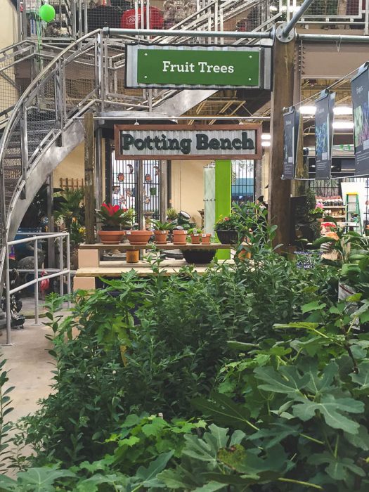 Adorable Succulents, The Perfect Garden Center, a New Neighborhood ...