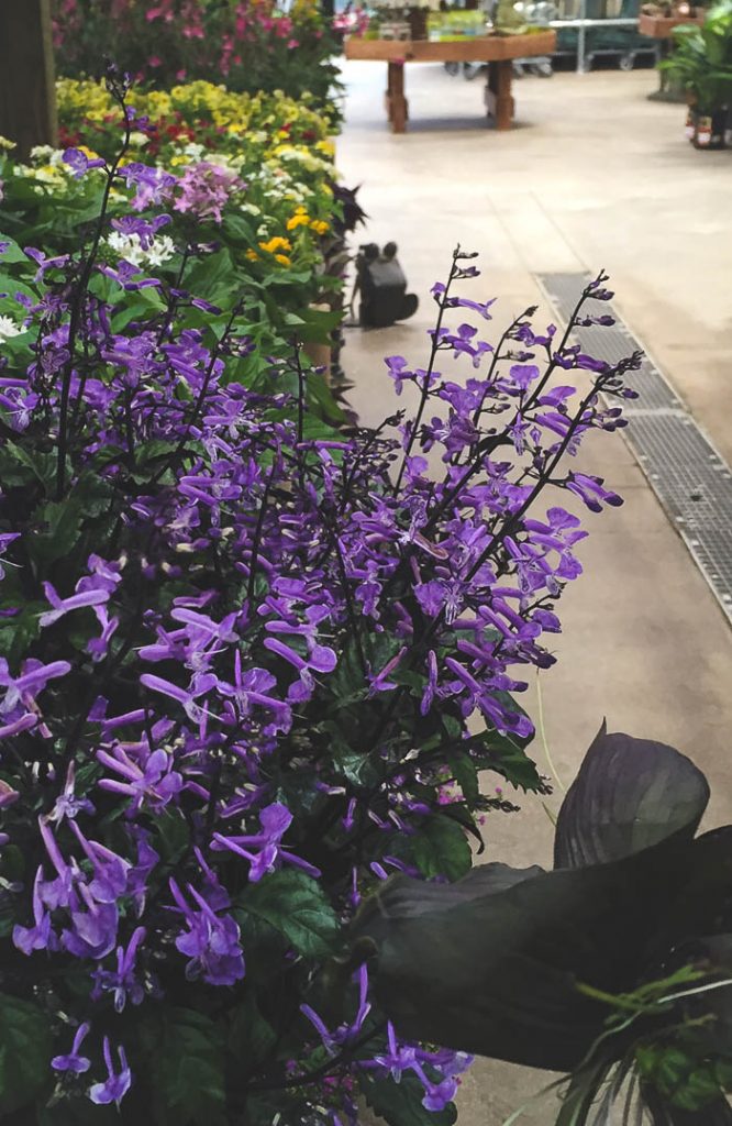 Adorable Succulents, The Perfect Garden Center, a New Neighborhood ...